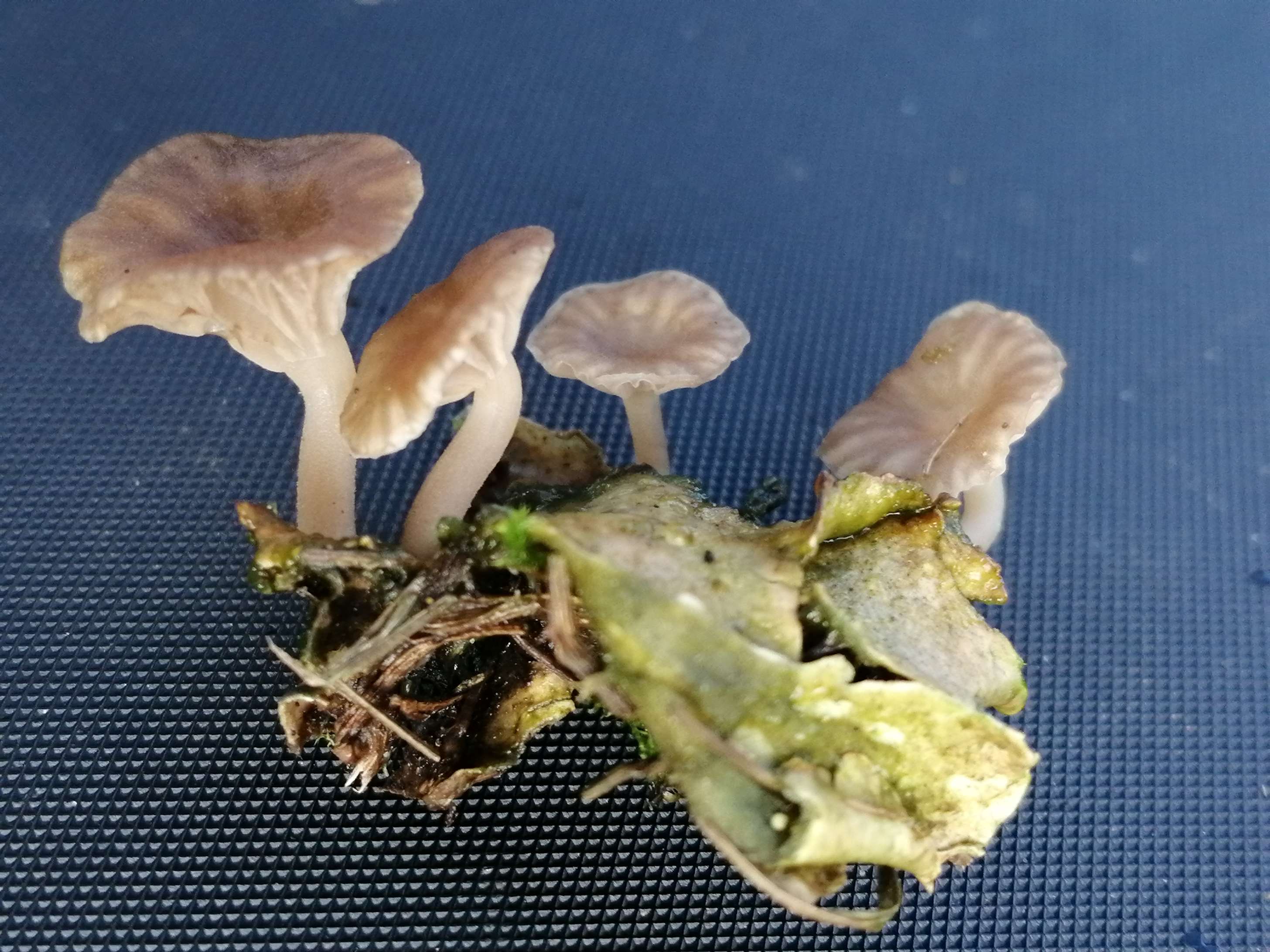 Turn Slack Clough 30.10.22 - North West Fungus Group