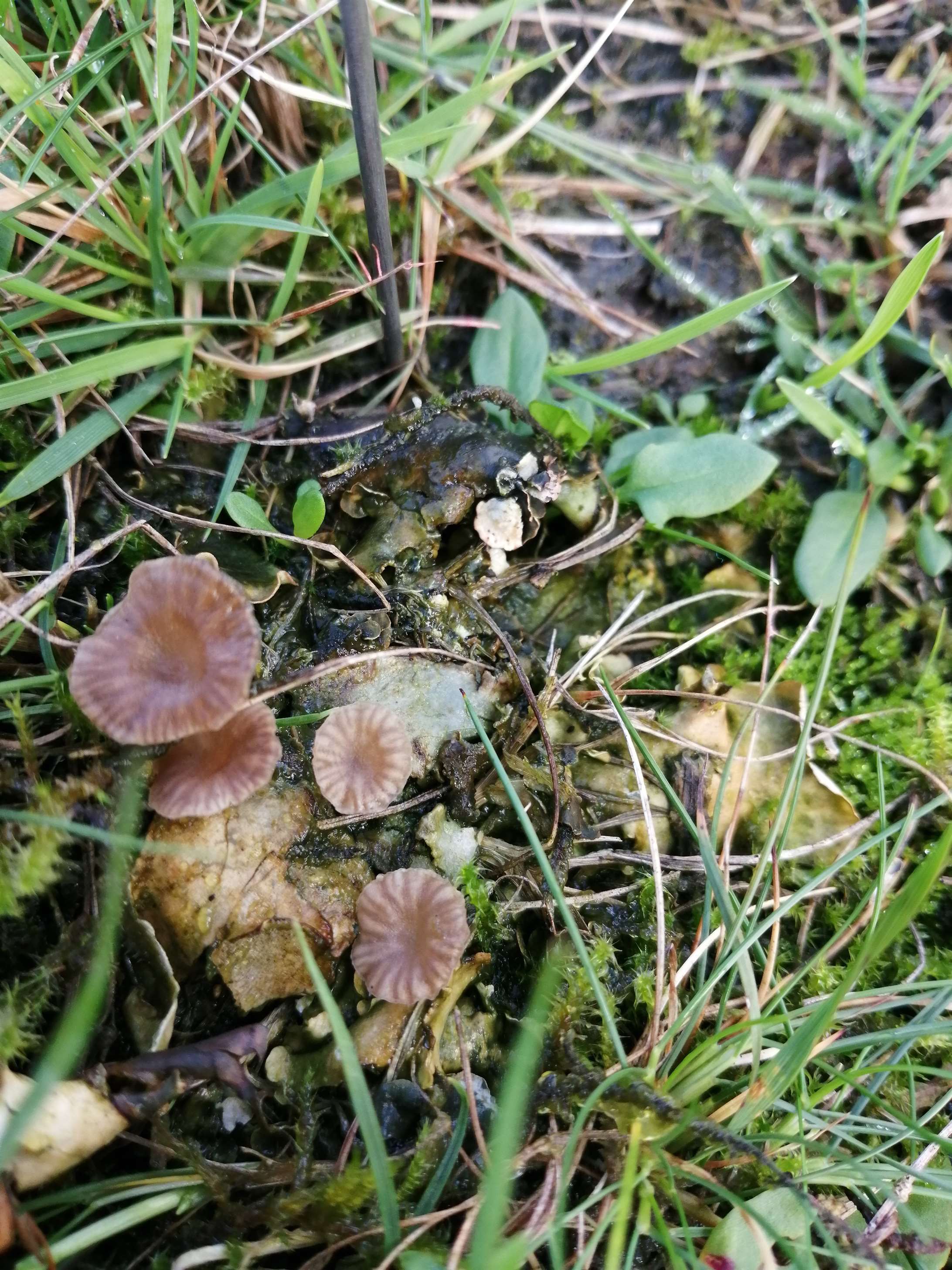 Turn Slack Clough 30.10.22 - North West Fungus Group